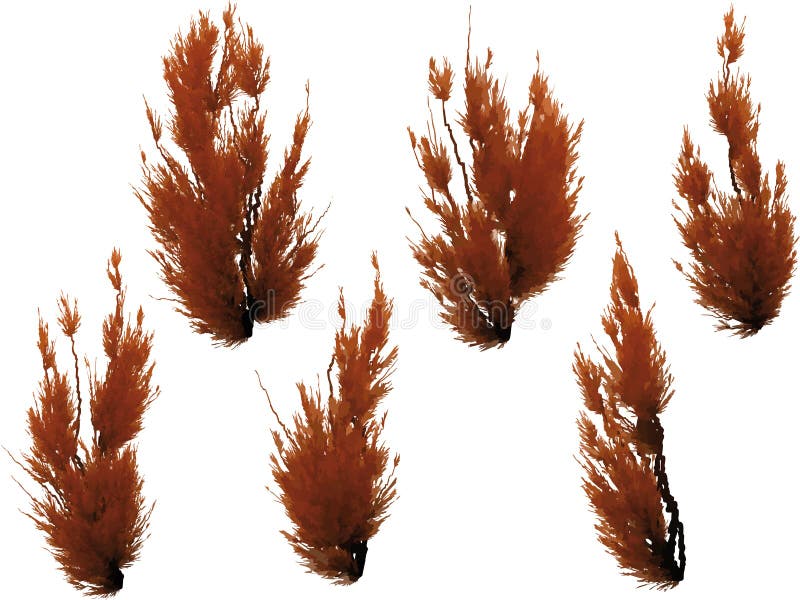 Red Bushes Isolated on White Stock Vector - Illustration of colours ...