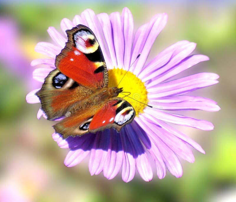 Blue Morpho Butterfly stock photo. Image of wildlife - 14895970