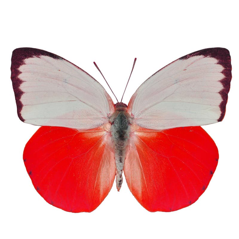 Blue Morpho Helena Butterfly Stock Image - Image of daisy, insect: 70553727