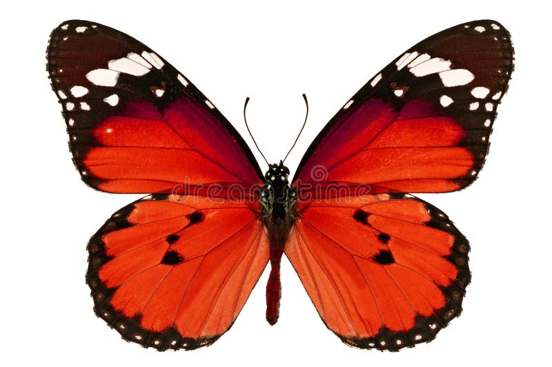 Red Butterfly Stock Photo - Image: 46586703