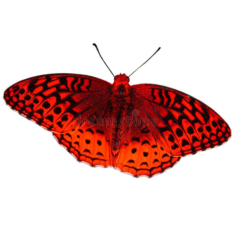 Red Butterfly with Big Wings Lady Butterfly Wing Sweeping Over on White ...