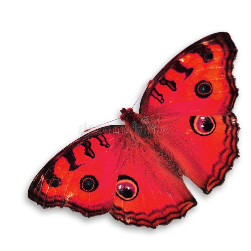 Red Butterfly Flying