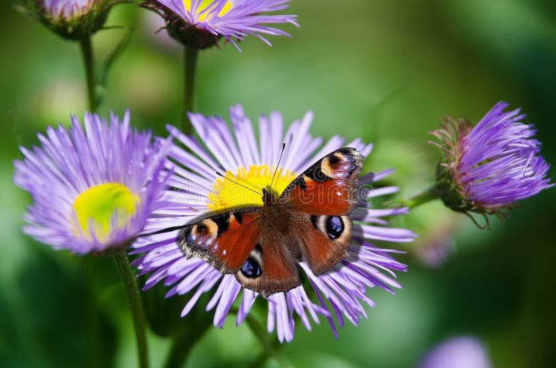 Butterfly on blue flower stock image. Image of compliments - 29730323