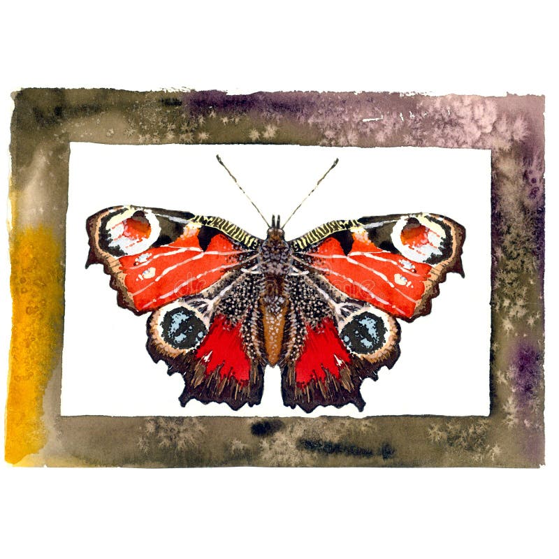 Illustration of a Butterfly Nymphalidae Watercolor. Stock Illustration ...