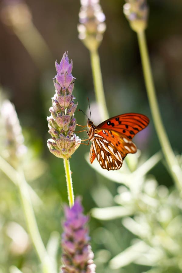 Butterfly in lavender stock image. Image of lavender - 142338625