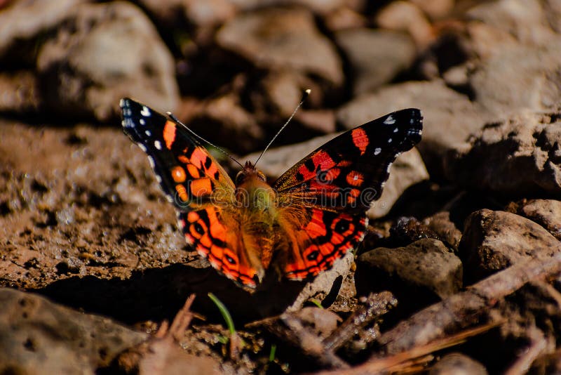 Red Butterfly Warming Its Wings at Dawn Stock Image - Image of light ...