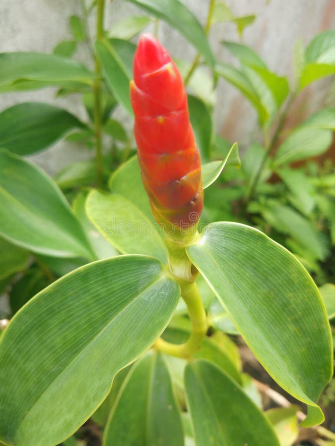 Red Button Ginger stock photo. Image of wildflower, food - 191859896