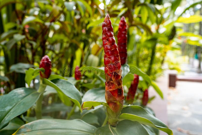 Red Button Ginger Costus or Spiral Gingers Flowers Stock Photo - Image of ginger, bush: 142661508