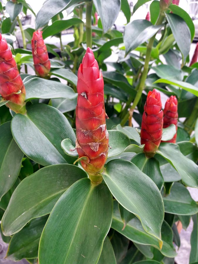 Red button ginger flower stock image. Image of flower - 99559249