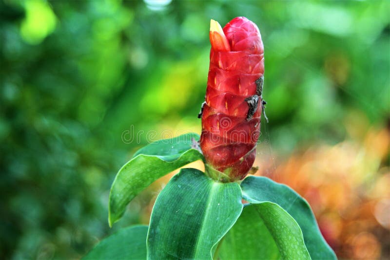 Red Button Ginger or Scarlet Spiral Flag or Dwarf French Kiss or Indian ...