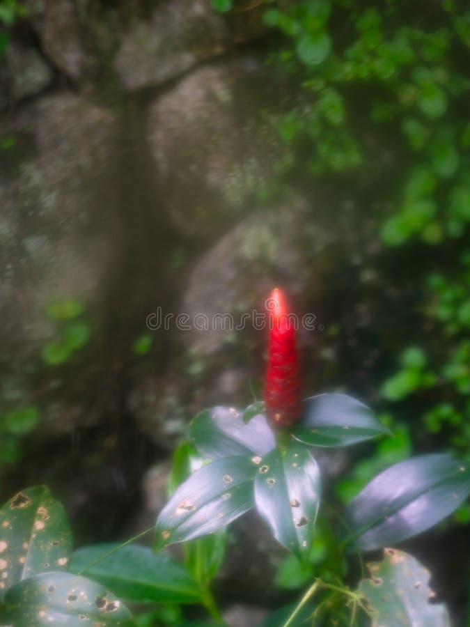 Red Button Ginger flower stock image. Image of plants - 92735671