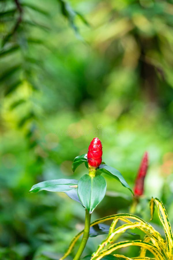 Red Button Ginger plant stock image. Image of environment - 306349947