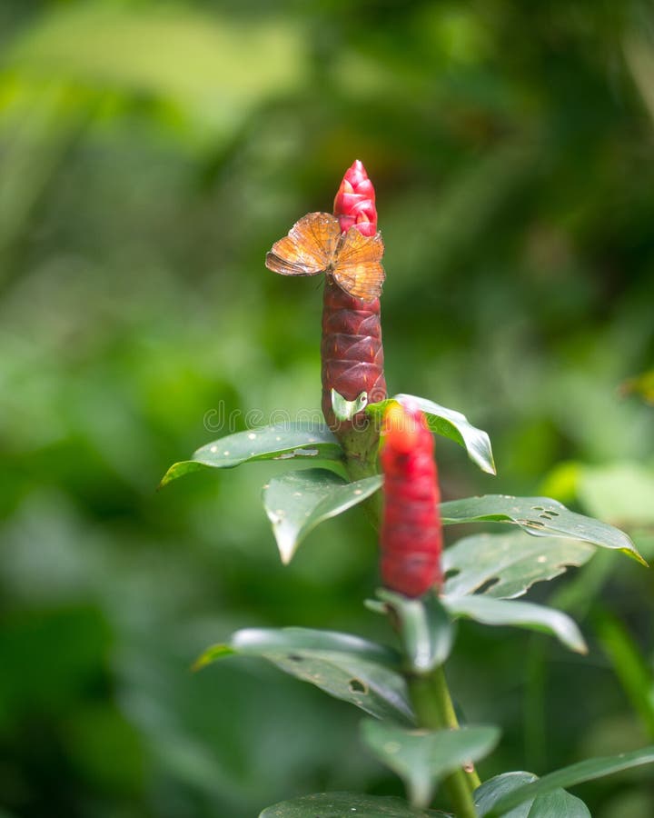 Red Button Ginger flower stock image. Image of plants - 92735671
