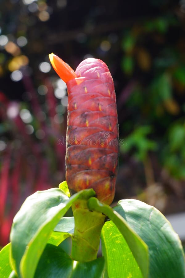 Red Button Ginger (Costus Woodsonii) Flowers in a Garden. Stock Image ...