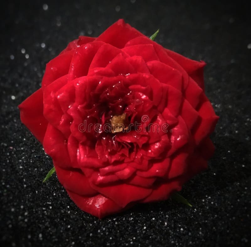 Red Button Rose stock photo. Image of wallpaper, utton - 193670954