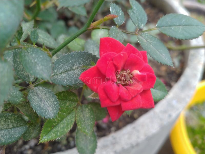 Red button rose stock photo. Image of food, herb, plant - 236868584