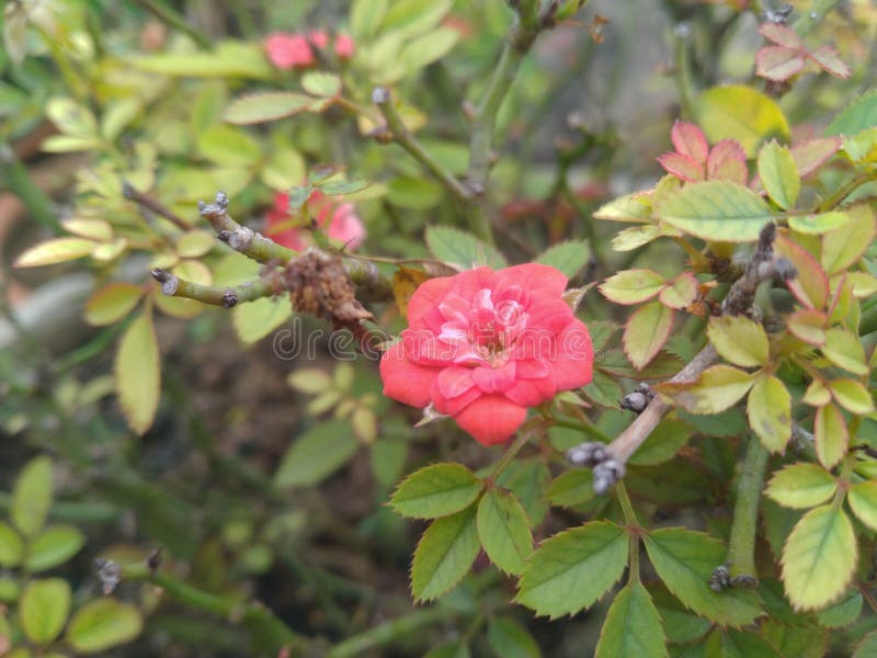 Red button rose flower stock photo. Image of flower - 197966846