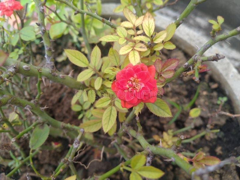 Red button rose flower stock photo. Image of food, plant - 198089908
