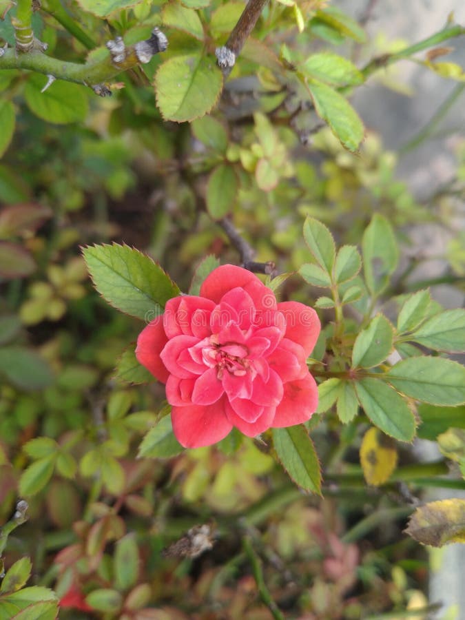 Red button rose flower stock photo. Image of estate - 198886270
