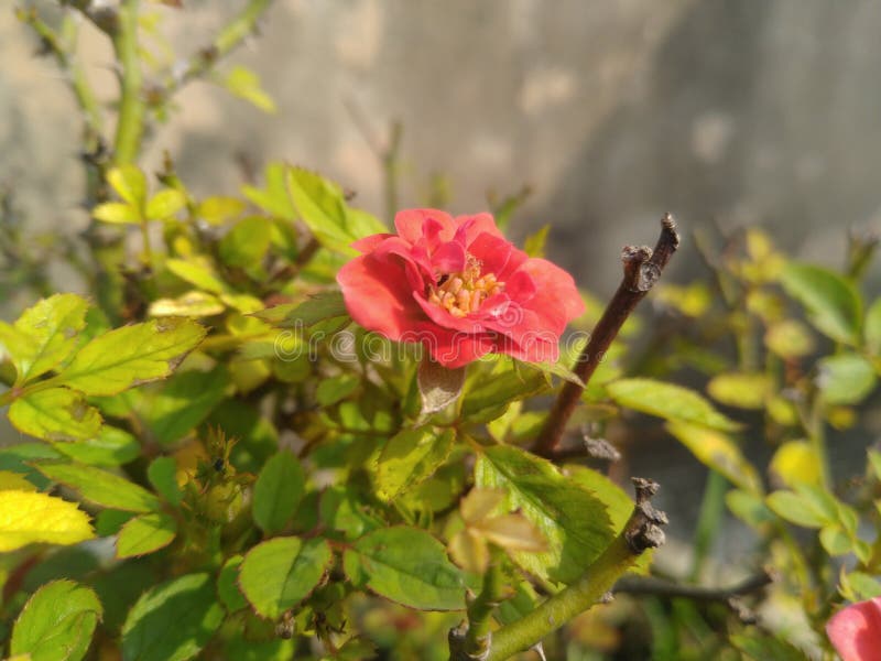 Red Button Rose flower stock photo. Image of autumn - 199158308