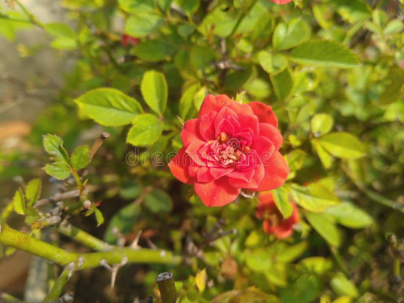 Red Button Rose Flower stock photo. Image of shrub, leaf - 199830850