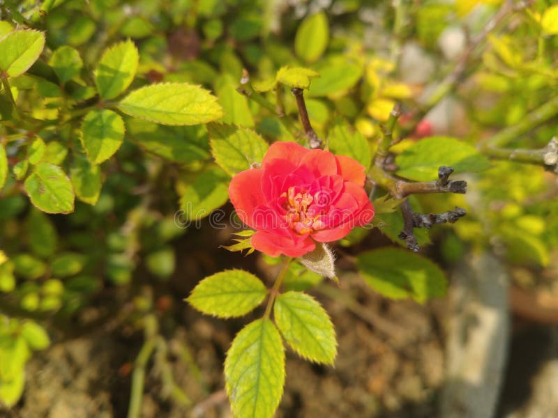 Red Button Rose Flower stock image. Image of green, rose - 199830869