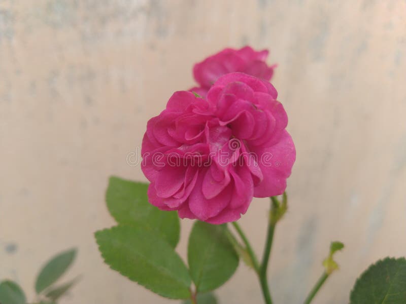 Red button rose flower stock image. Image of purple - 205986887