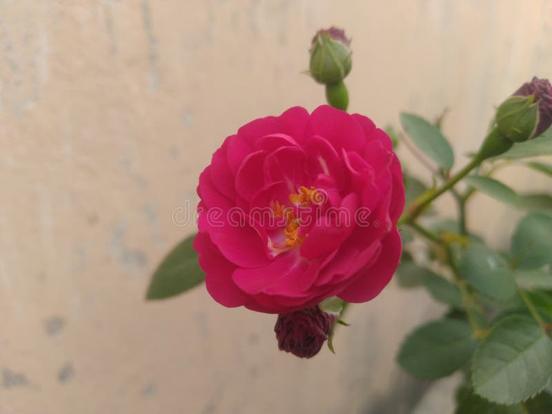 Red Button Rose Flower stock image. Image of rose, pink - 206195063