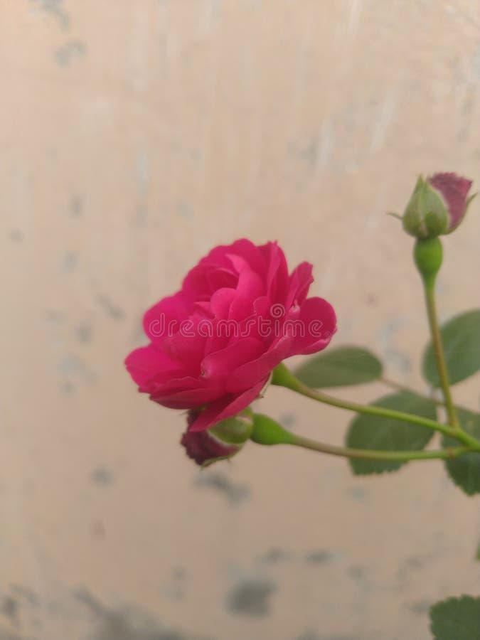 Red Button Rose Flower stock image. Image of shrub, plant - 206195071