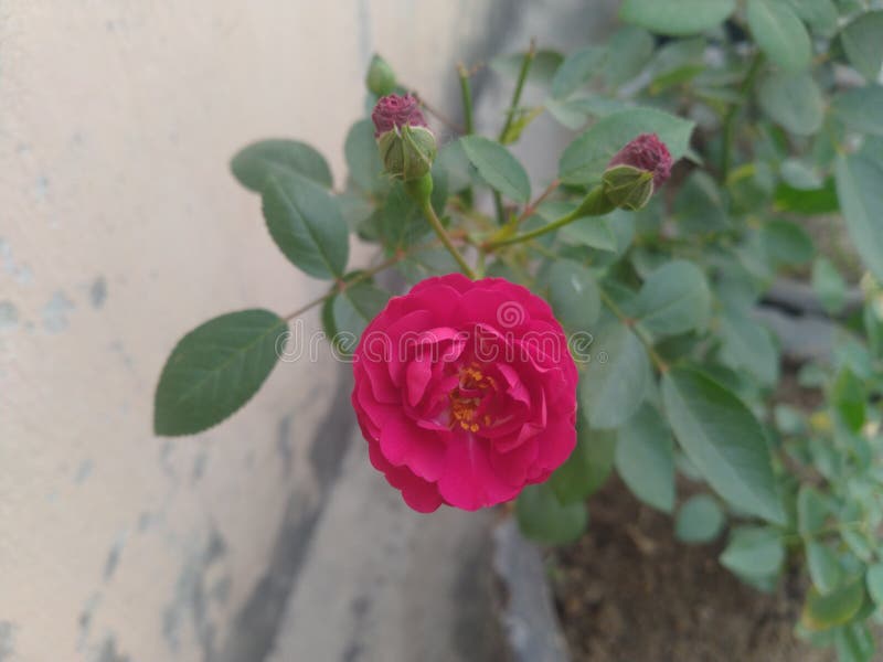 Red Button Rose Flower stock image. Image of produce - 206195585