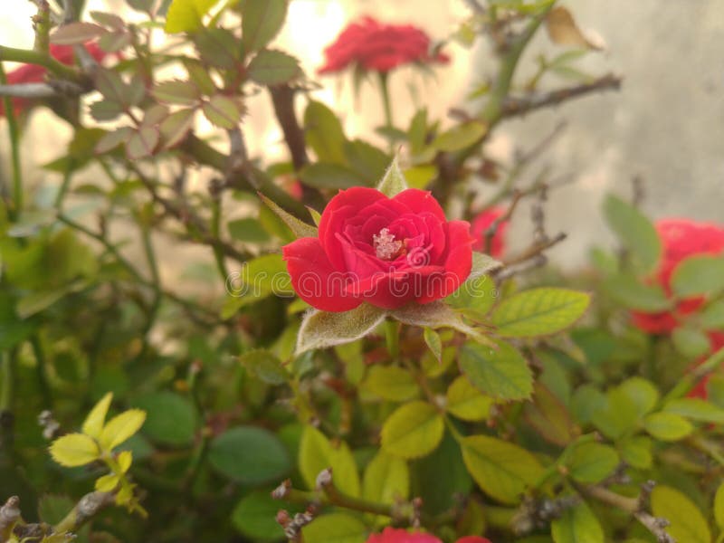 Red Button Rose Flower stock photo. Image of tree, petal - 207090880