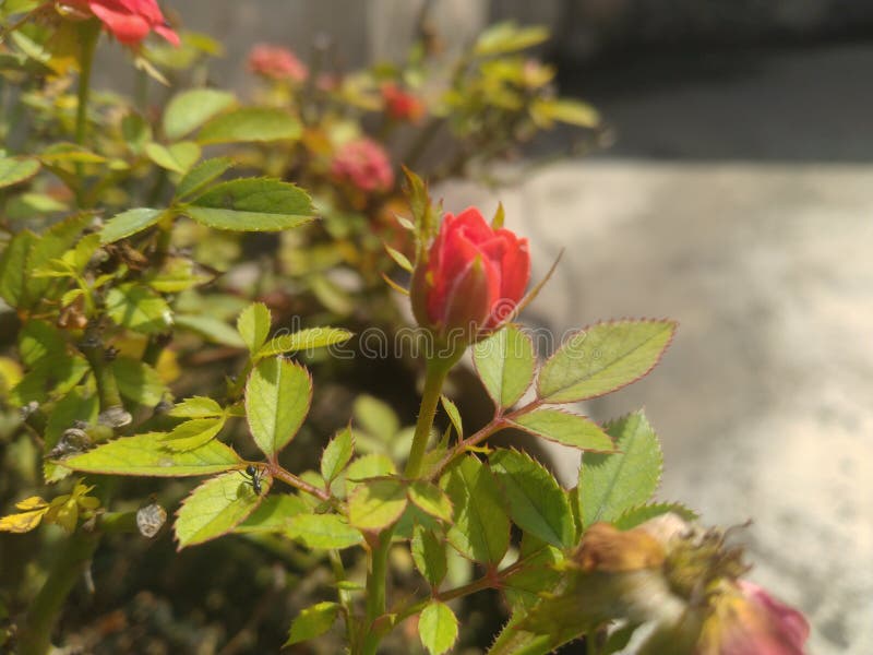 Red Button Rose Flower Buds Stock Image - Image of buds, woman: 198244419
