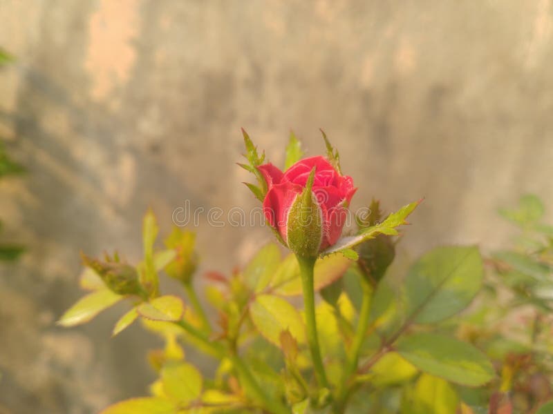 Red Button Rose Flower Buds Stock Image - Image of buds, flower: 214335679