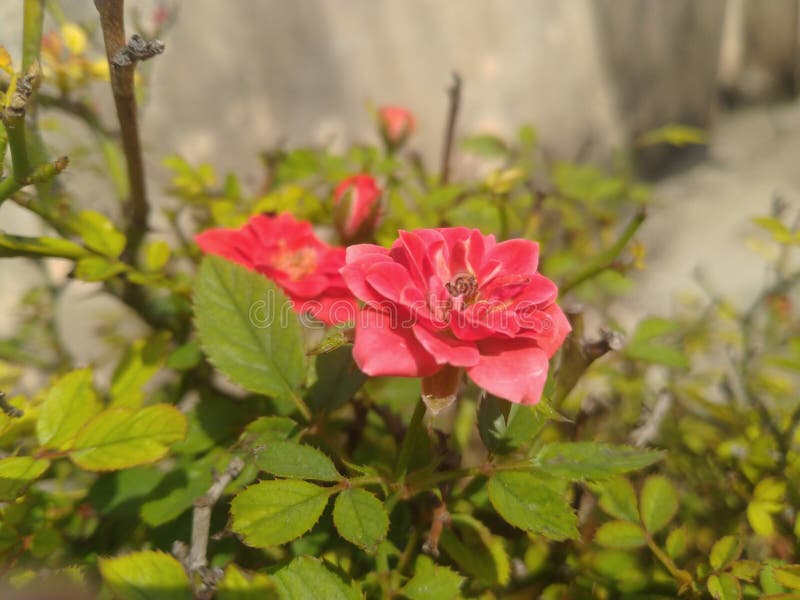 Red Button Rose Flower Closeup Stock Image - Image of rose, button ...
