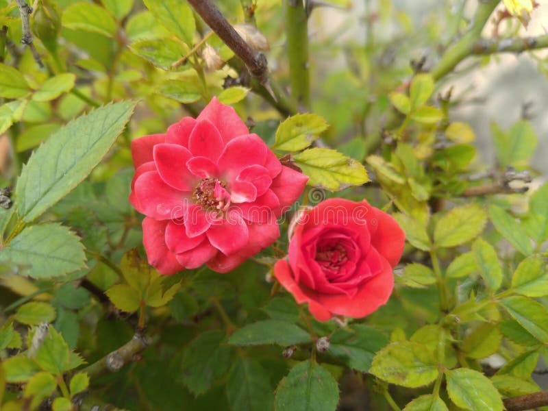 Red Button Rose Flower Closeup Stock Image - Image of shrub, leaf ...