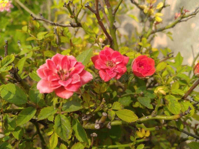 Red Button Rose Flower Closeup Stock Photo - Image of wildflower, leaf ...