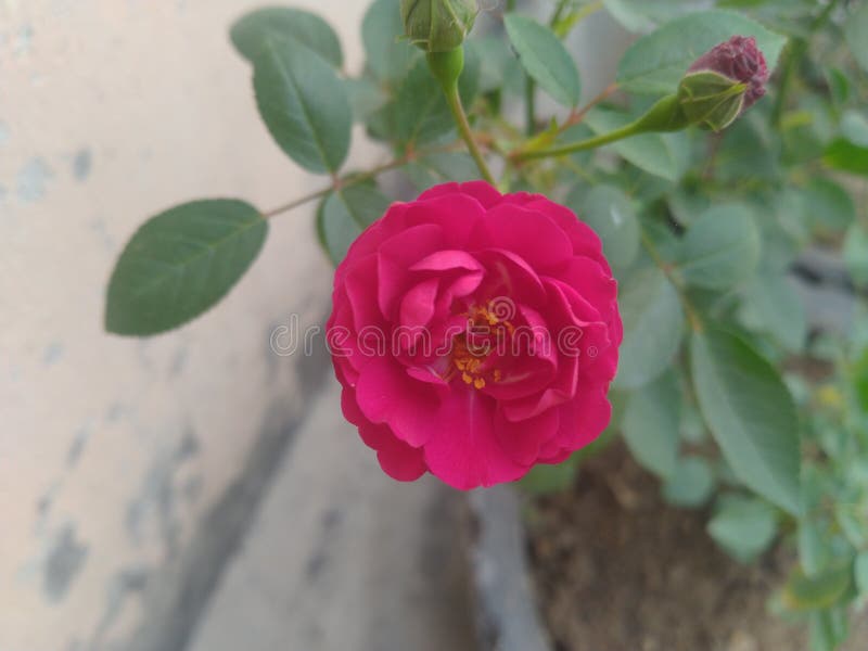 Red Button Rose Flower Closeup Stock Photo - Image of flower, peony ...
