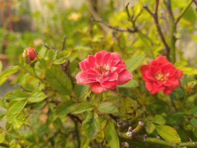 Red Button Rose Flower Closeup Stock Photo - Image of rose, closeup ...