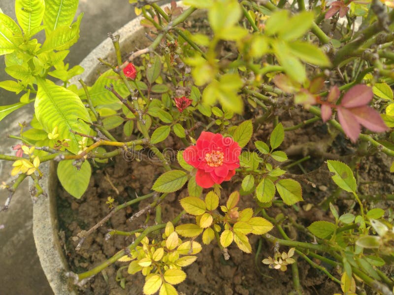 Red Button Rose flower stock photo. Image of autumn - 197913174