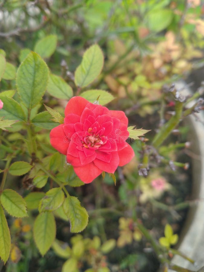 Red button rose flower stock image. Image of leaf, wildflower - 197913423