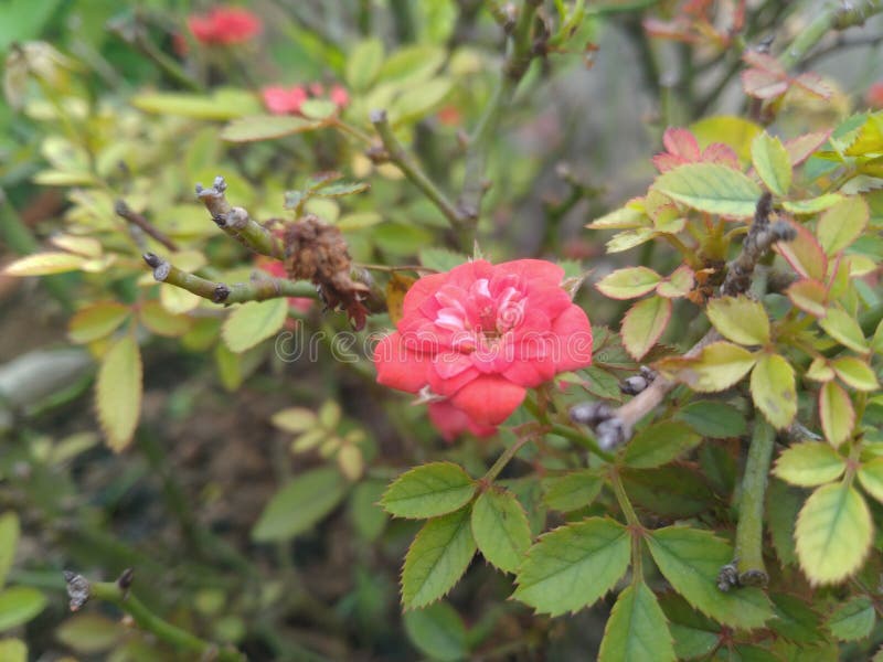 Red button rose flower stock photo. Image of plant, rose - 197967194