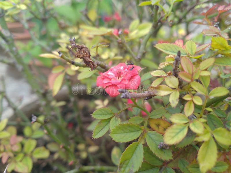 Red Button Rose flower stock image. Image of branch - 198089939