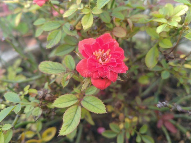 Red Button Rose flower stock photo. Image of plant, button - 198089982