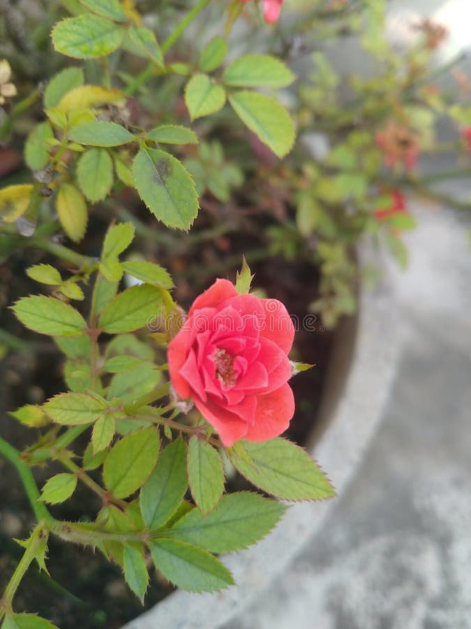 Red Button Rose flower stock photo. Image of garden - 198551216