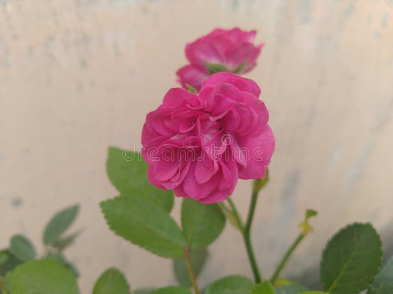 Red button rose flower stock image. Image of flower - 205986899