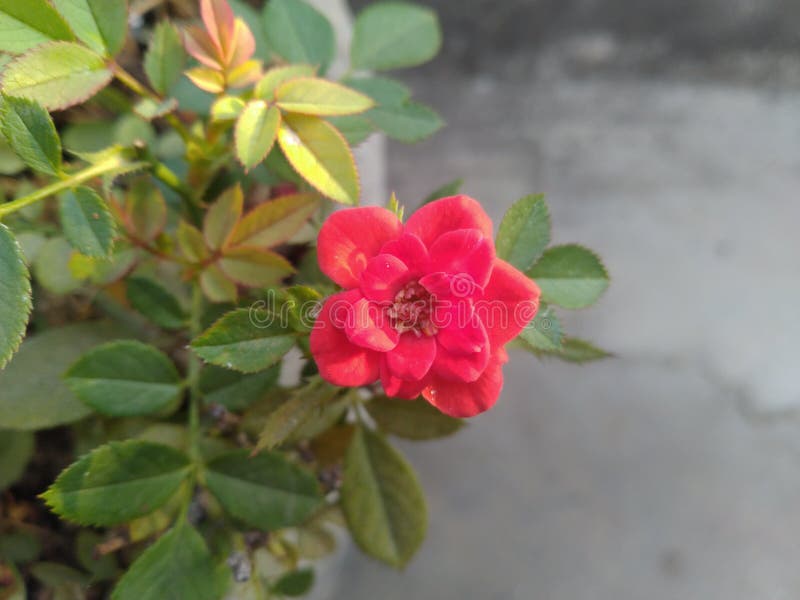 Red Button Rose Flower stock image. Image of leaf, food - 213986325