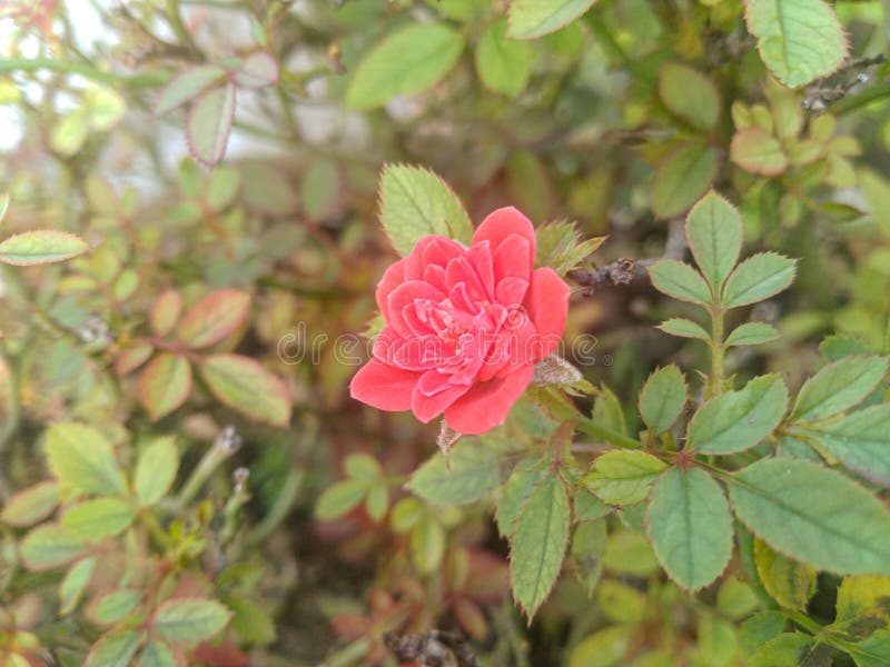 Red Button Rose Flower Closeup Stock Image - Image of button, flower ...