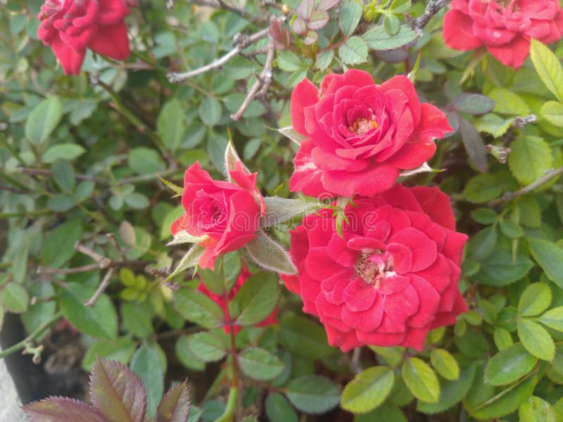 Red Button Rose Flowers stock image. Image of petal - 207090899