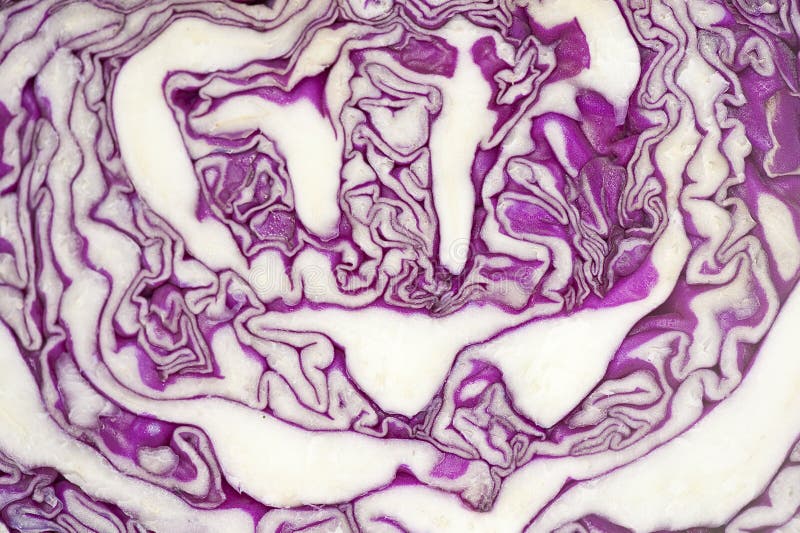 Red Cabbage stock photo. Image of clean, pattern, inside - 11591034