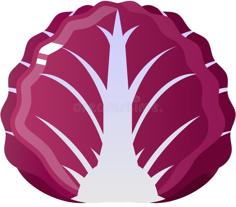 Red Cabbage stock vector. Illustration of organic, cabbage - 12704088